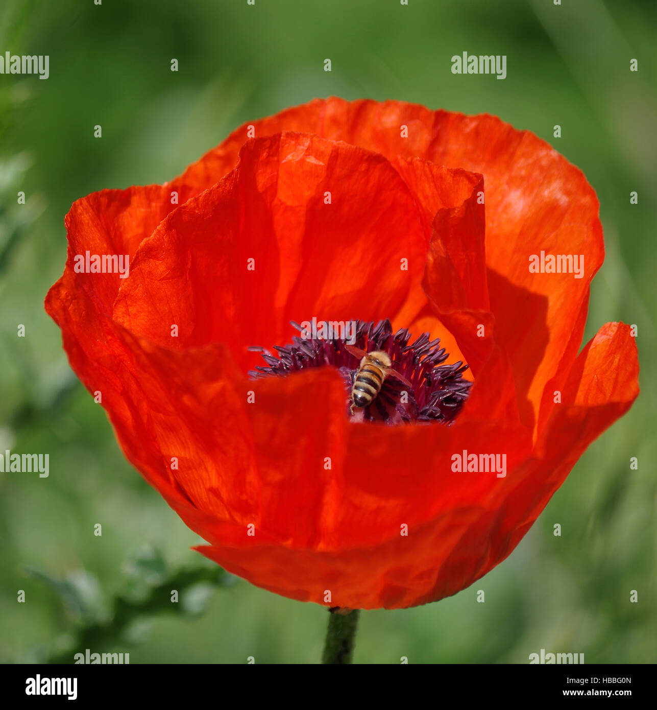 poppy with bee Stock Photo - Alamy