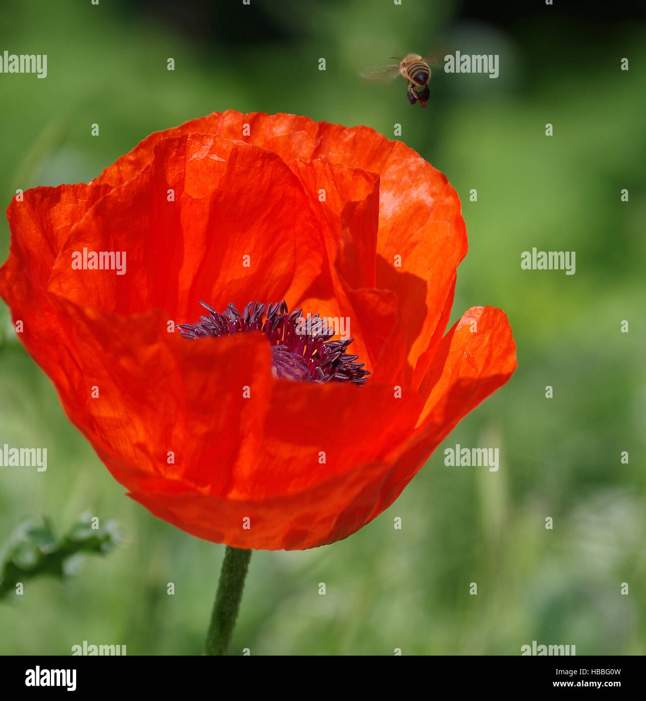 poppy with bee Stock Photo - Alamy
