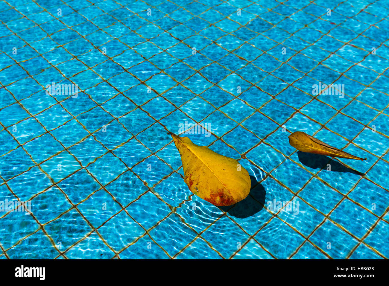 Leaf in pool Stock Photo - Alamy
