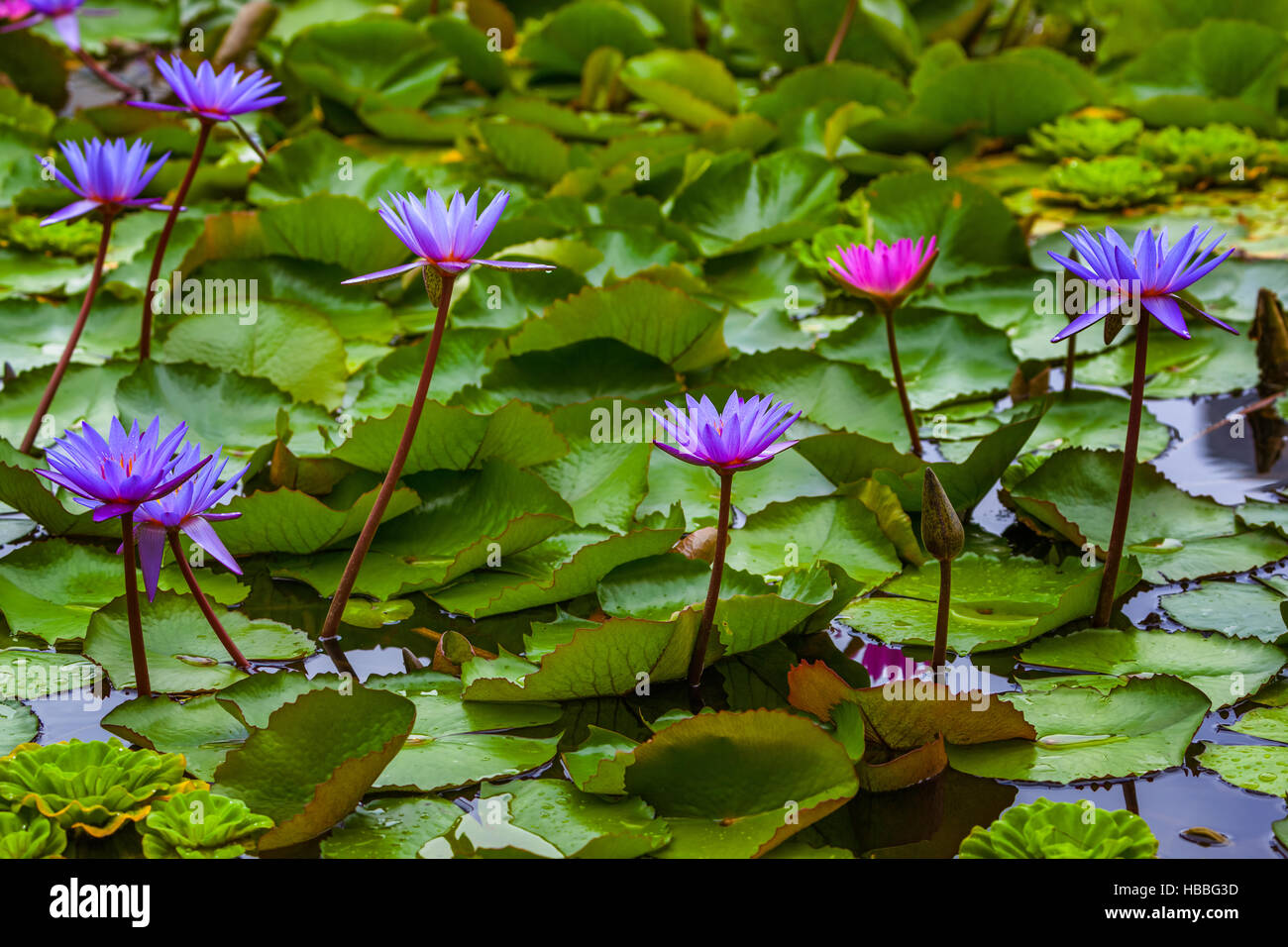Lotus lilly hi-res stock photography and images - Alamy