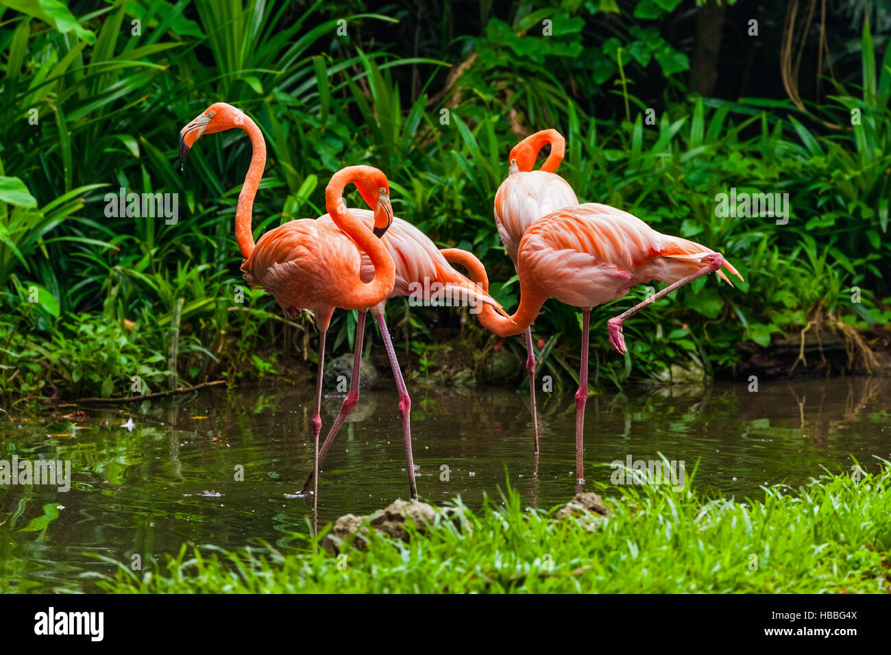 Pink flamingo in park Stock Photo - Alamy