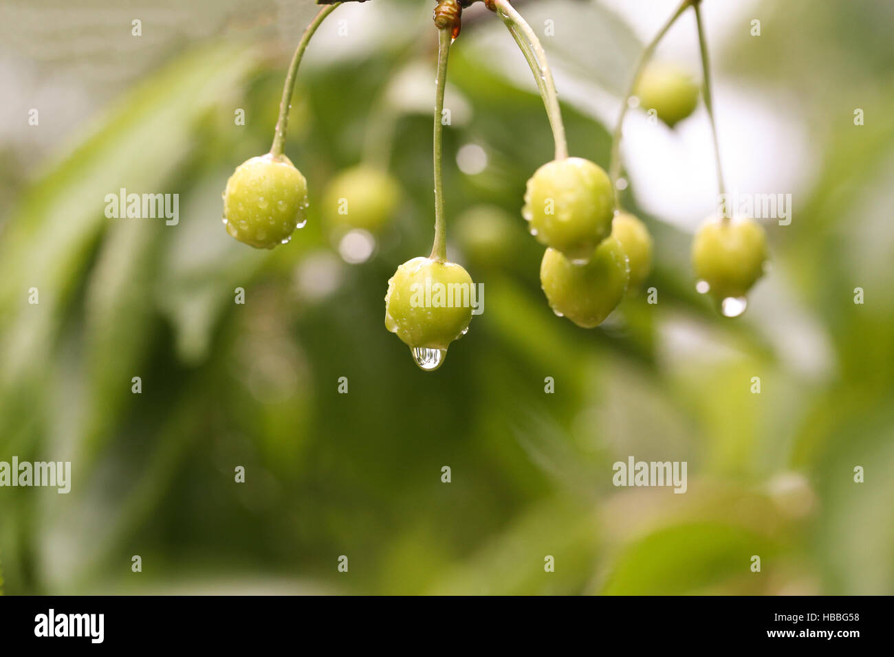 Cherries after the rain Stock Photo - Alamy