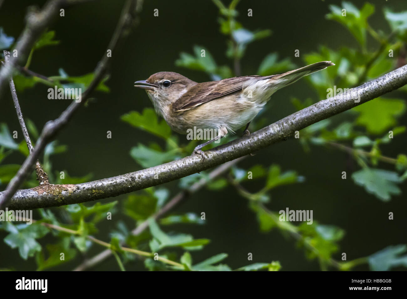 Garden warbler (Sylvia borin Stock Photo - Alamy