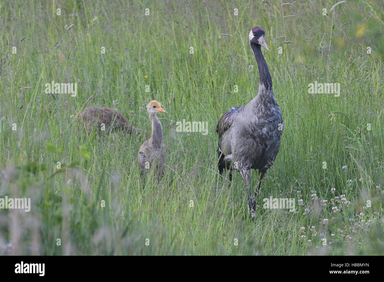Common Crane family Stock Photo - Alamy