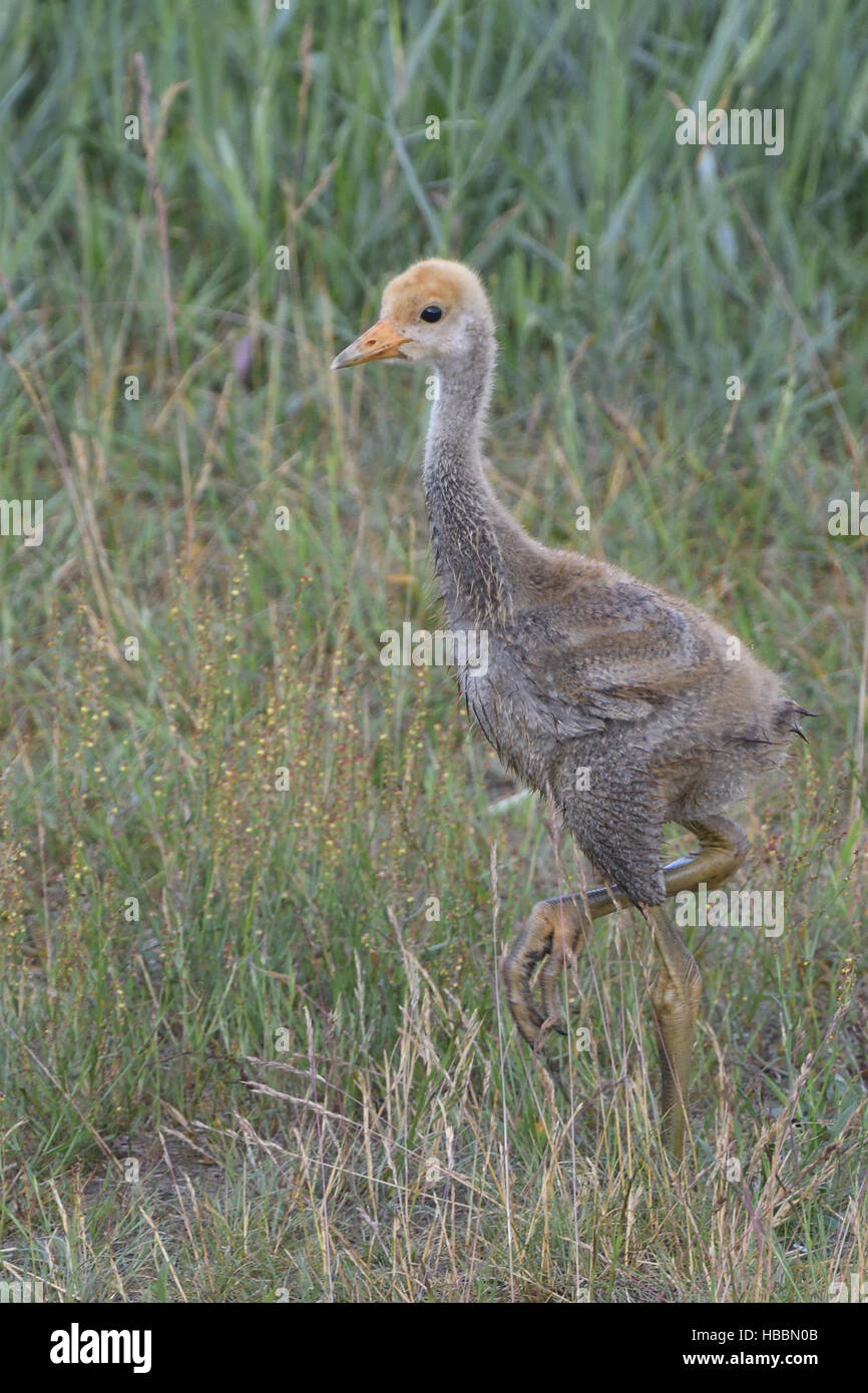 Crane baby hi-res stock photography and images - Alamy