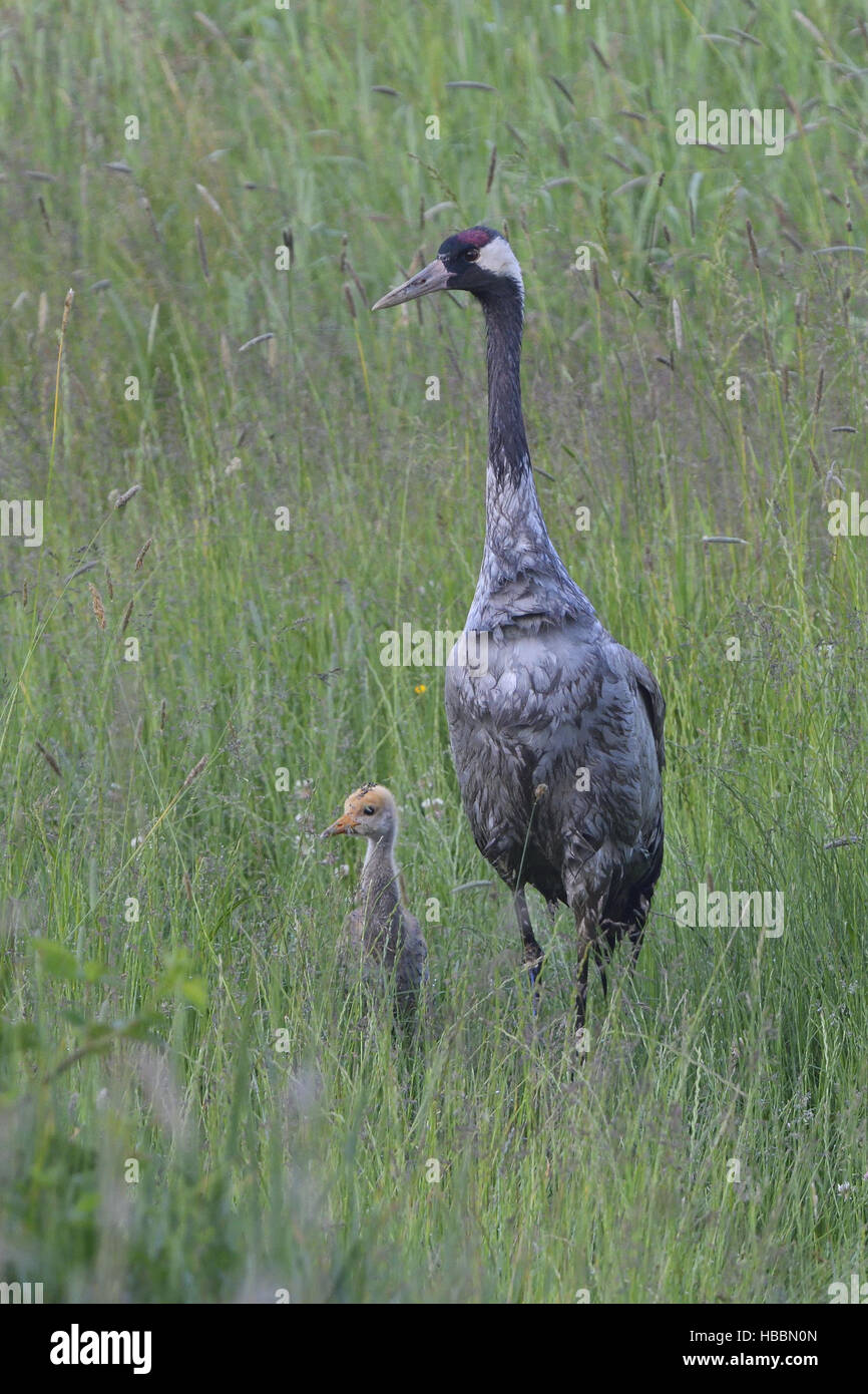 Crane family hi-res stock photography and images - Alamy