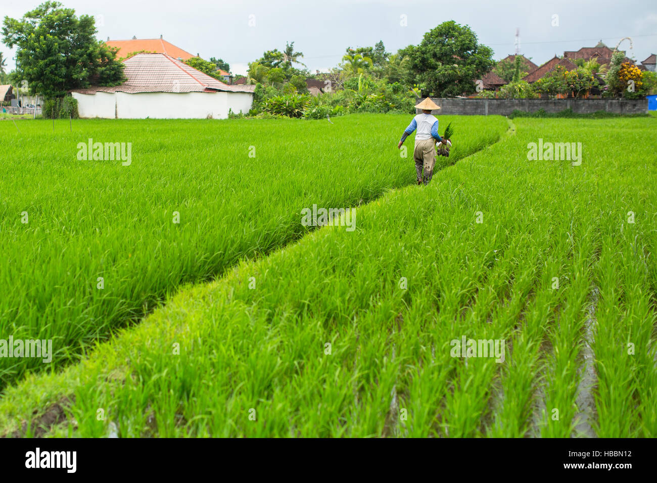 Farmer with his rice field hi-res stock photography and images - Alamy