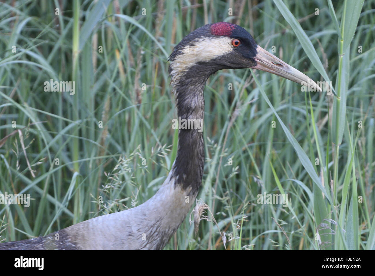 Common crane close up hi-res stock photography and images - Alamy
