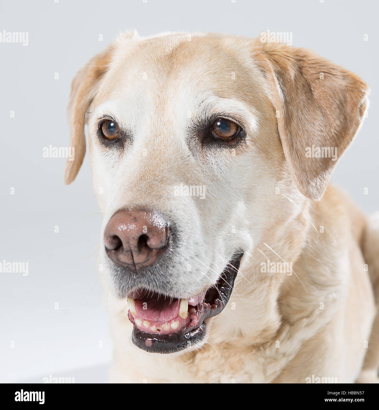 Heller labrador hi-res stock photography and images - Alamy