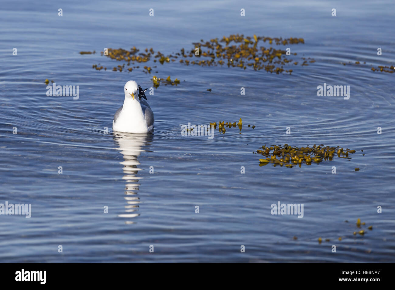 A seagull floating in the water Stock Photo - Alamy