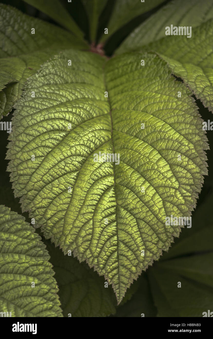Thuya hi-res stock photography and images - Alamy