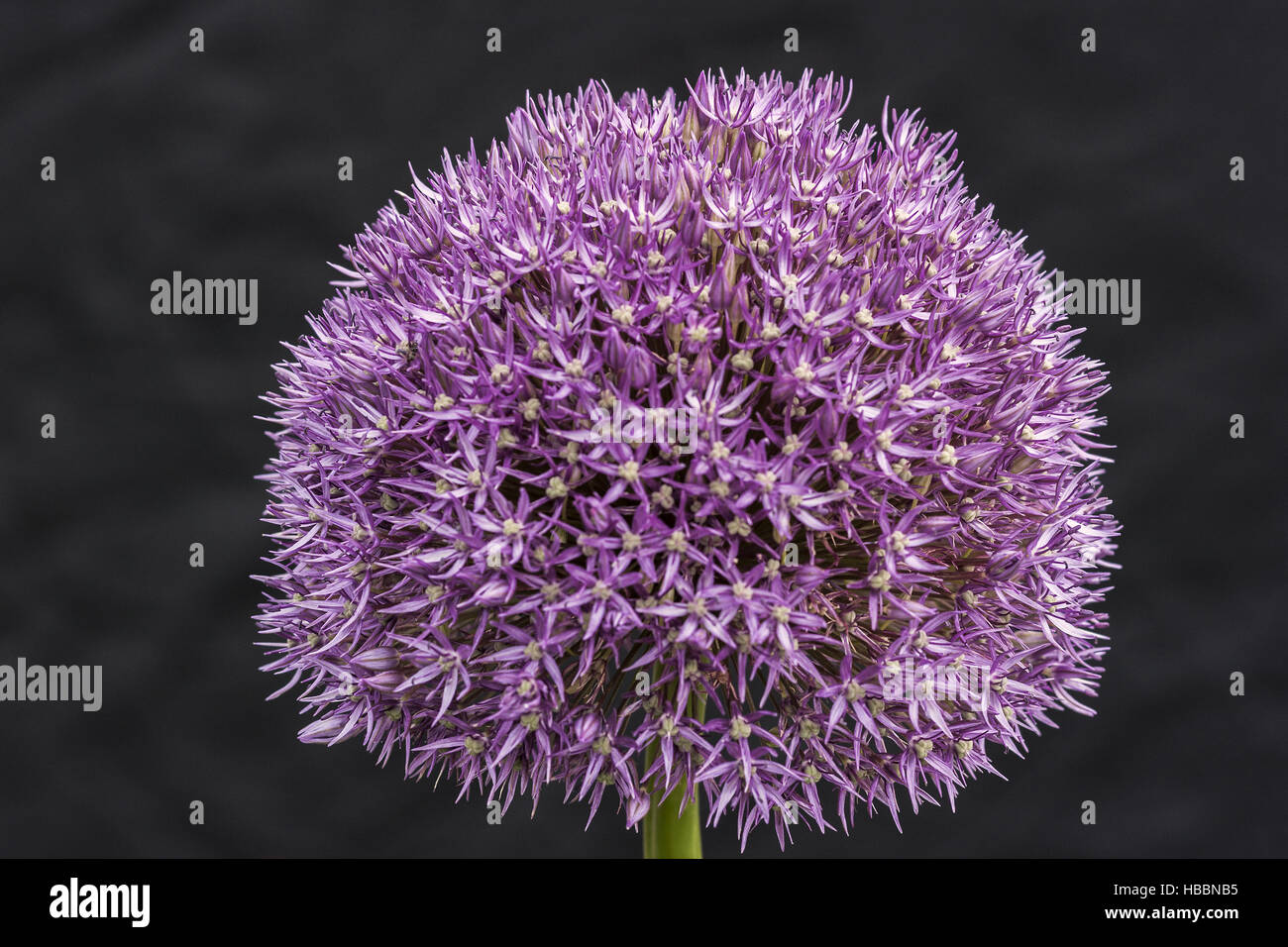 Timpanist hi-res stock photography and images - Alamy