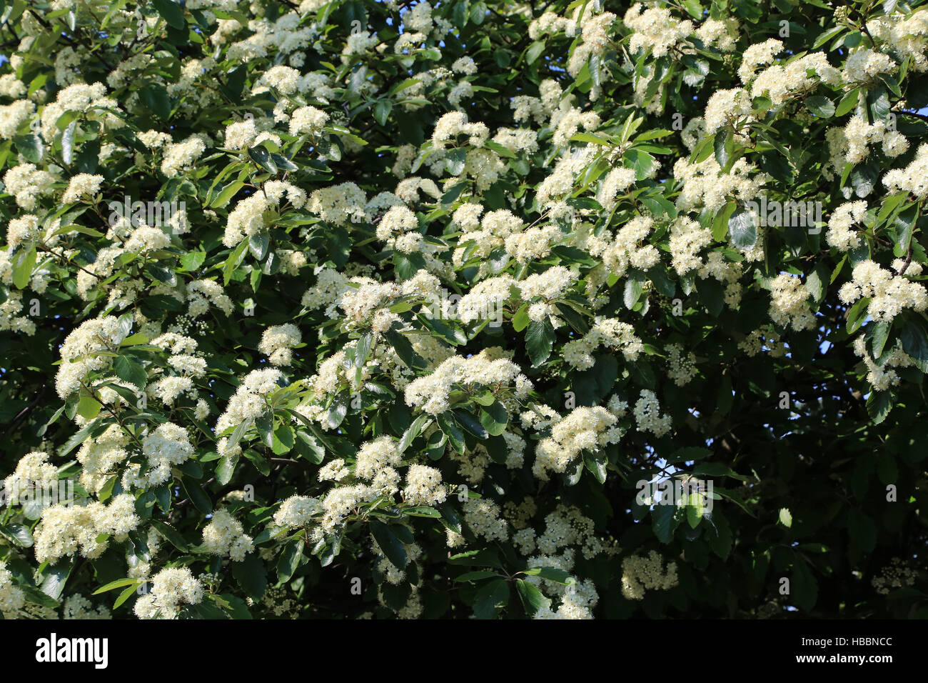 Swedish whitebeam, Sorbus intermedia Stock Photo - Alamy