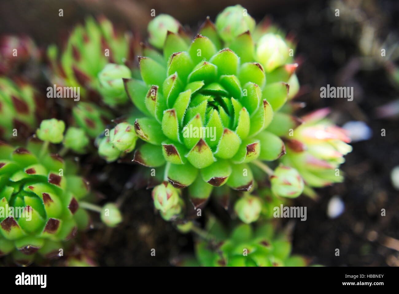 Live forever plants hi-res stock photography and images - Alamy