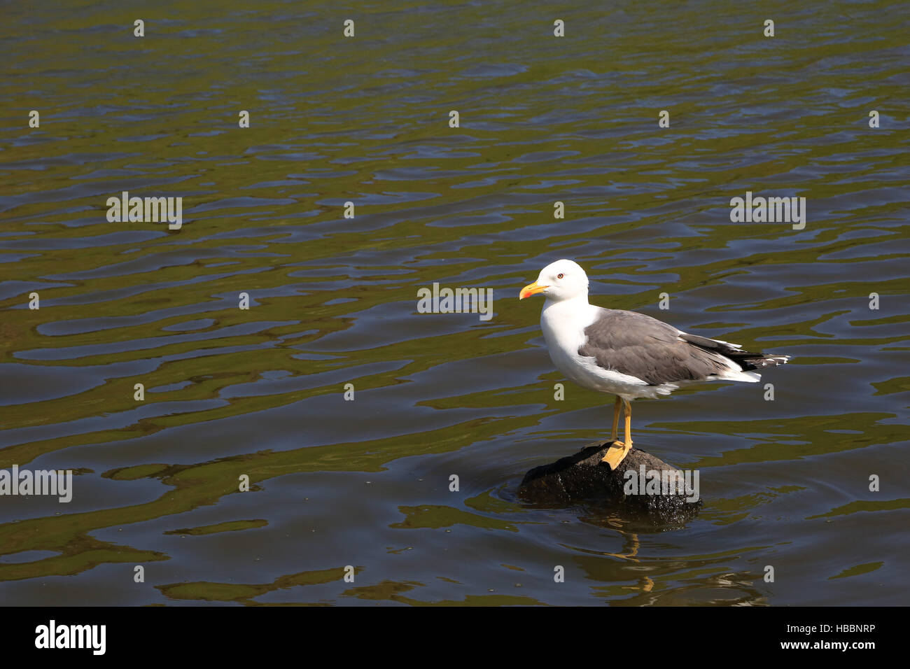Herring gull, Larus argentatus Stock Photo - Alamy