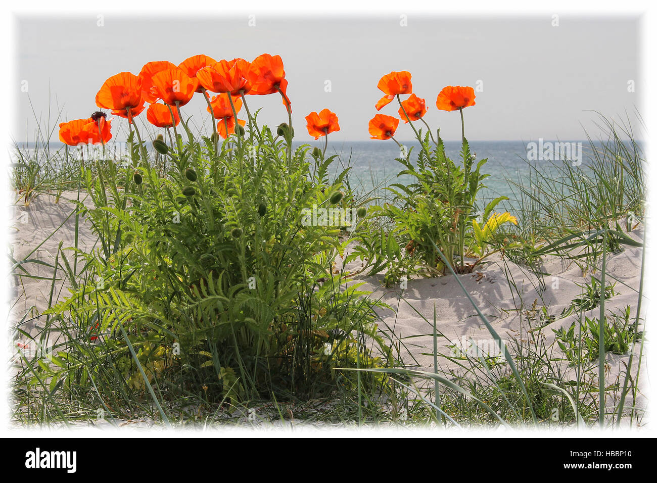 Poppy - Flowers Stock Photo - Alamy
