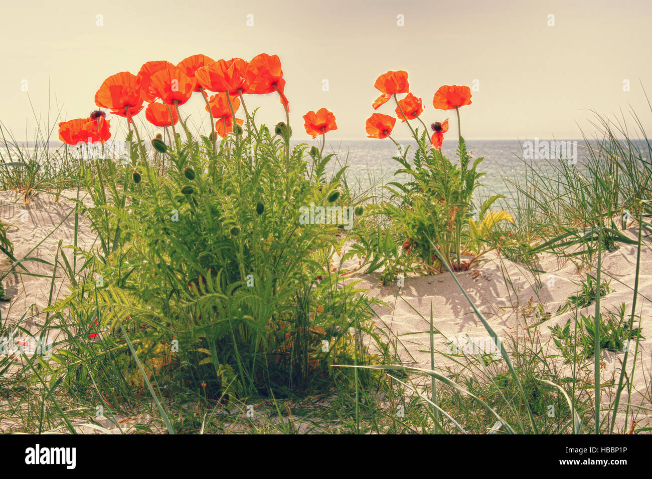 Sand poppy hi-res stock photography and images - Alamy