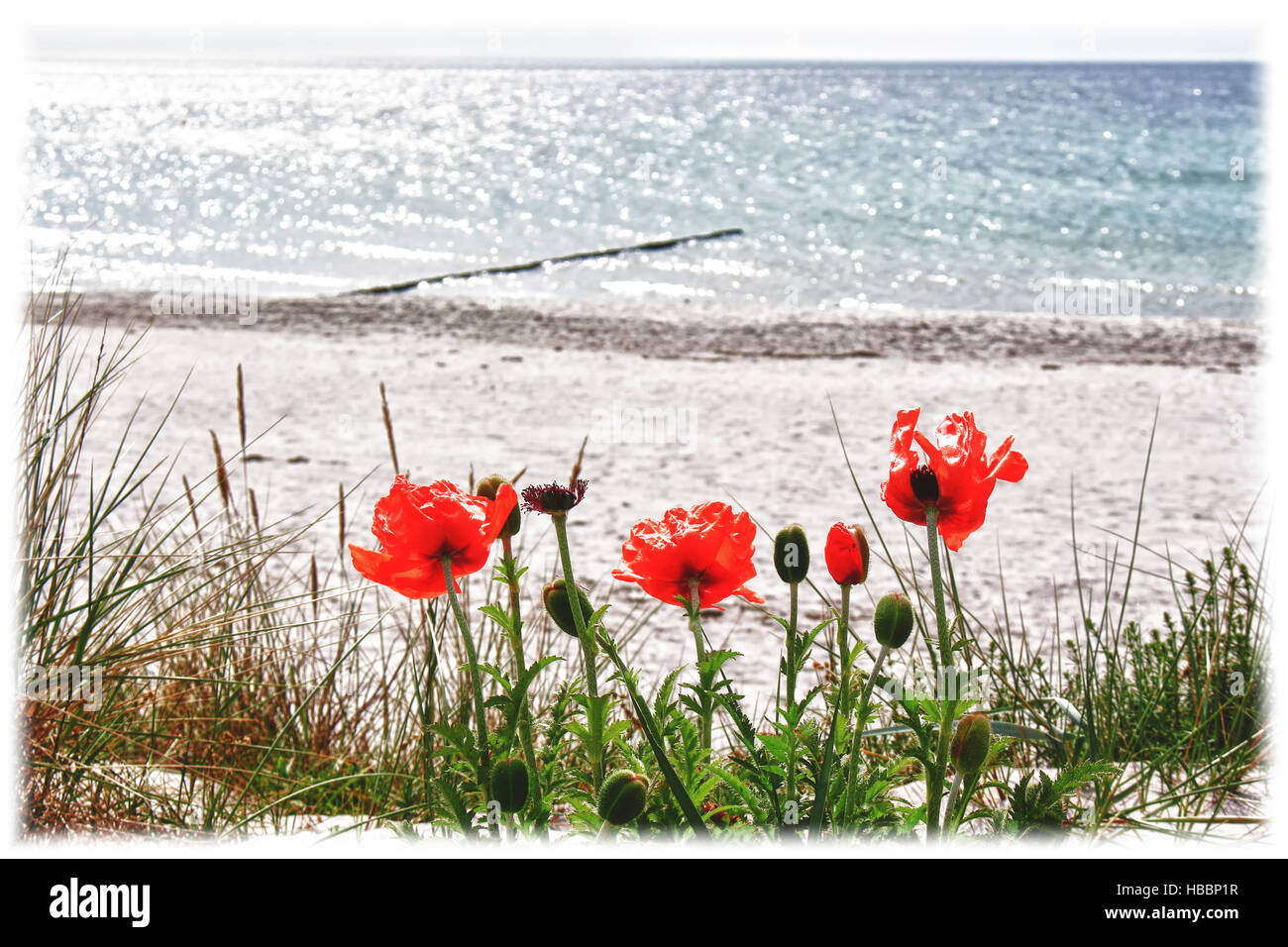 Sea of poppy flowers hi-res stock photography and images - Alamy