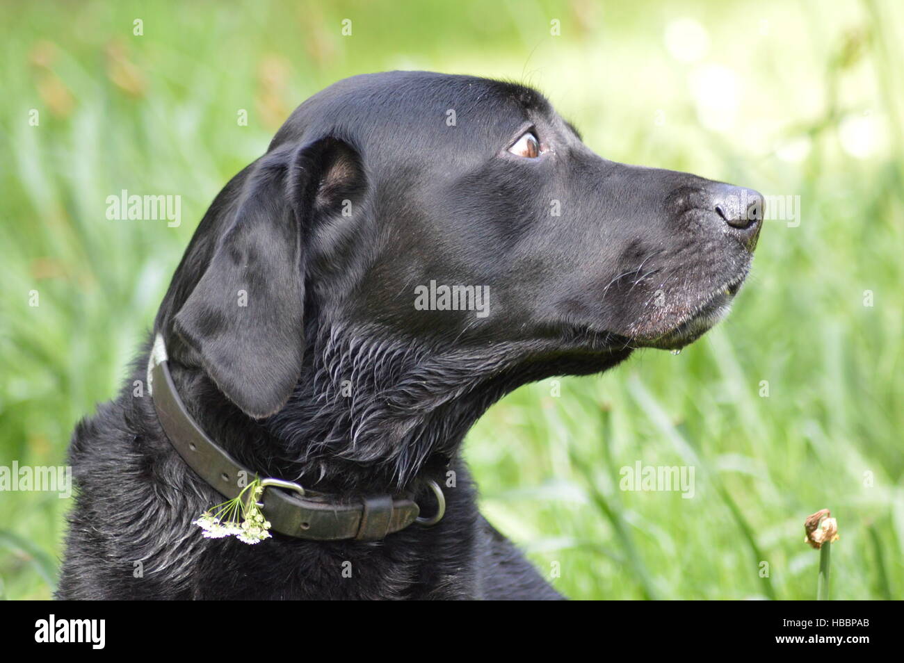 Healthy black labrador hi-res stock photography and images - Alamy