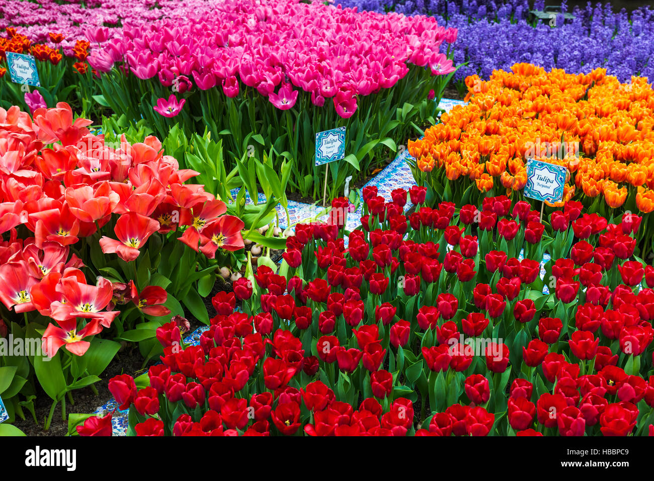 Flowers - nature floral background Stock Photo - Alamy