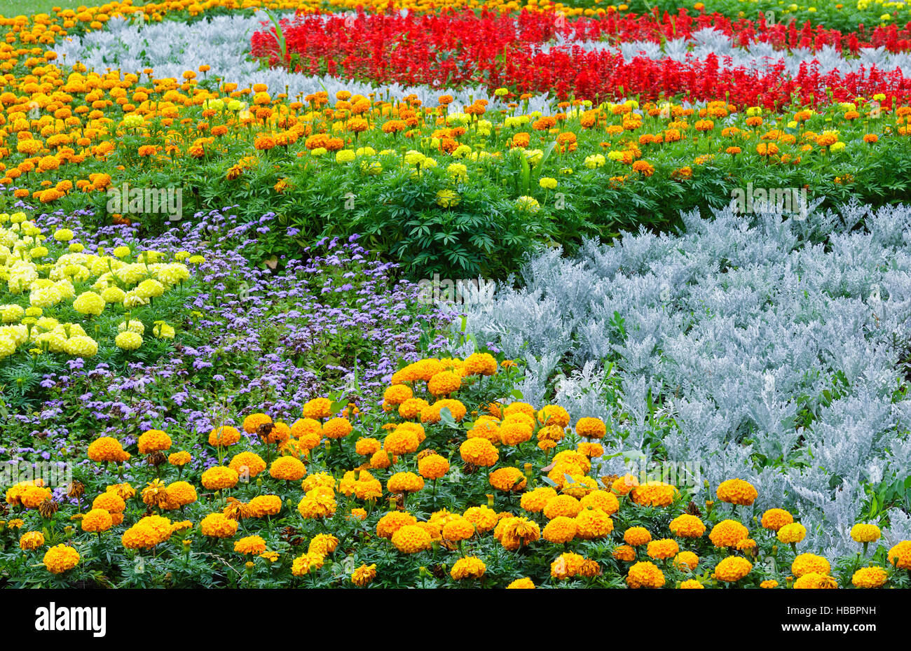 Summer colorful flowerbed. Background Stock Photo - Alamy
