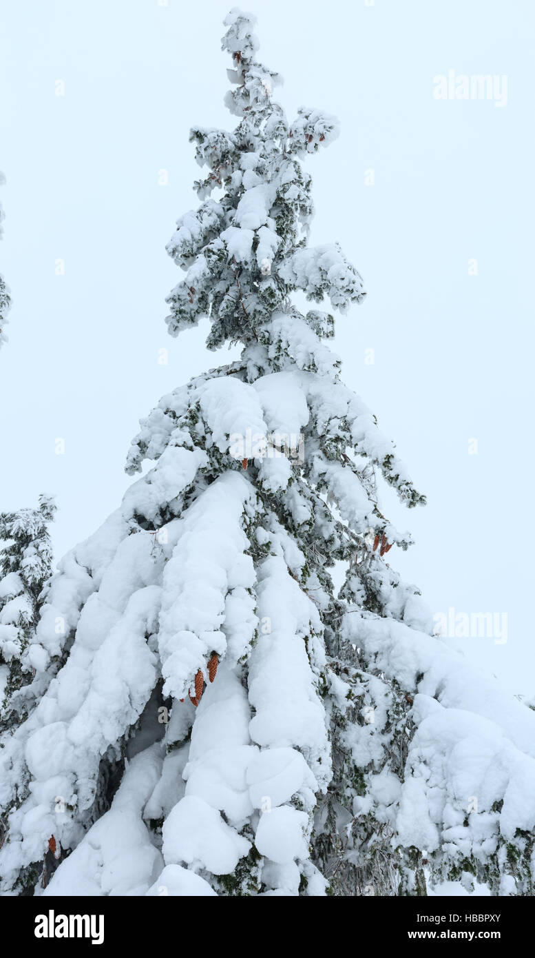 Snowy fir trees Stock Photo - Alamy