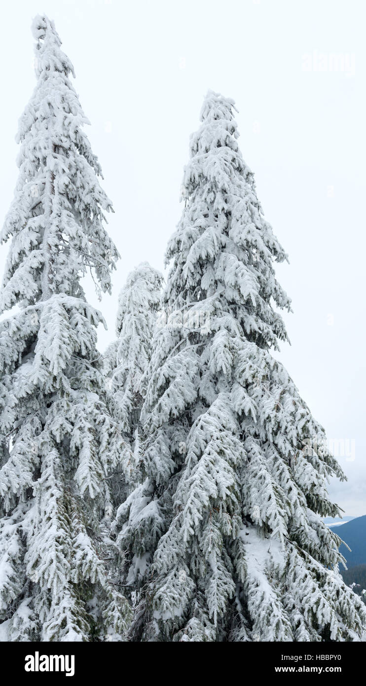 Snowy fir trees Stock Photo - Alamy