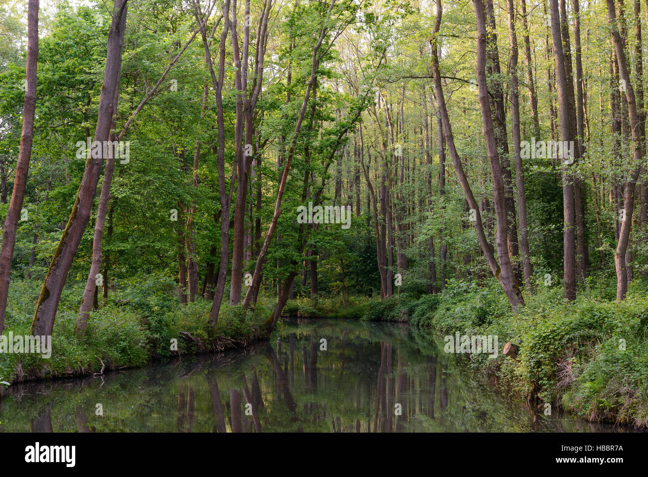 Spreewald punt boat hi-res stock photography and images - Alamy
