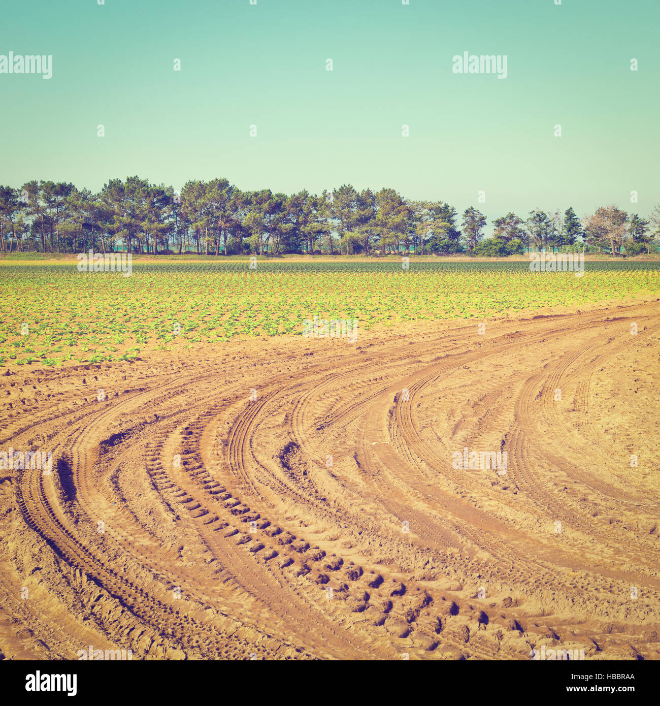Vin field hi-res stock photography and images - Alamy
