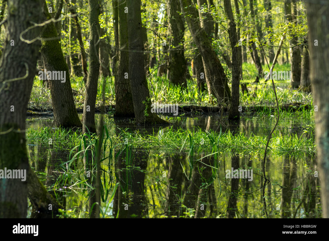 Landscape at the Dümmer lake Stock Photo - Alamy