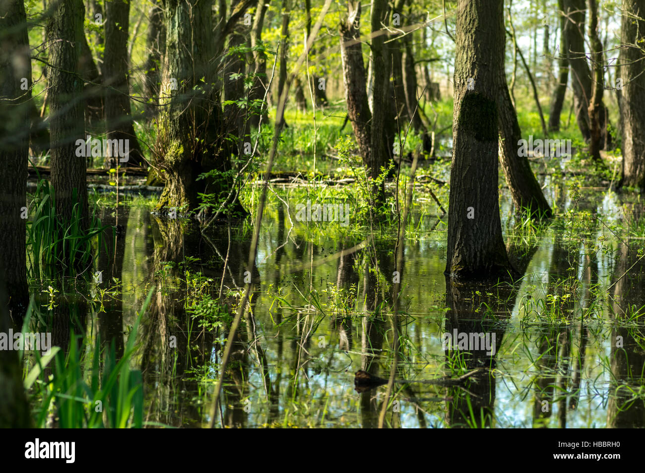 Landscape at the Dümmer lake Stock Photo - Alamy