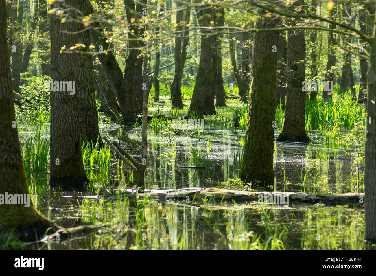 Landscape at the Dümmer lake Stock Photo - Alamy