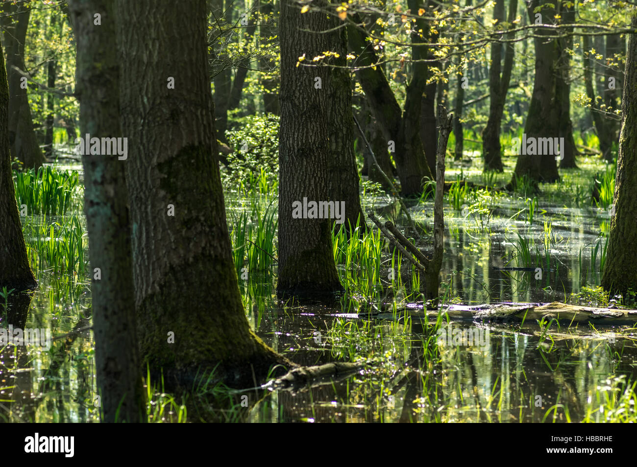 Landscape at the Dümmer lake with stork Stock Photo - Alamy