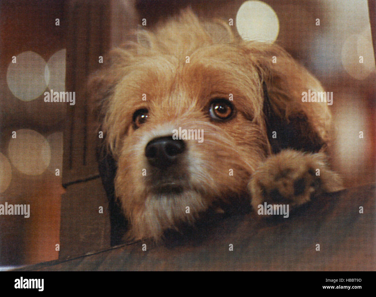 FOR THE LOVE OF BENJI, Benji, 1977 Stock Photo - Alamy