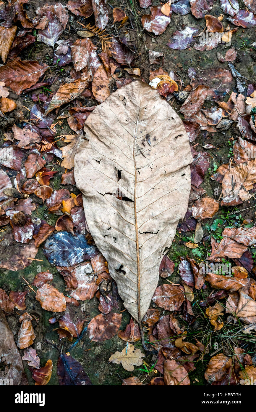 Red fruit southern magnolia hi-res stock photography and images - Alamy