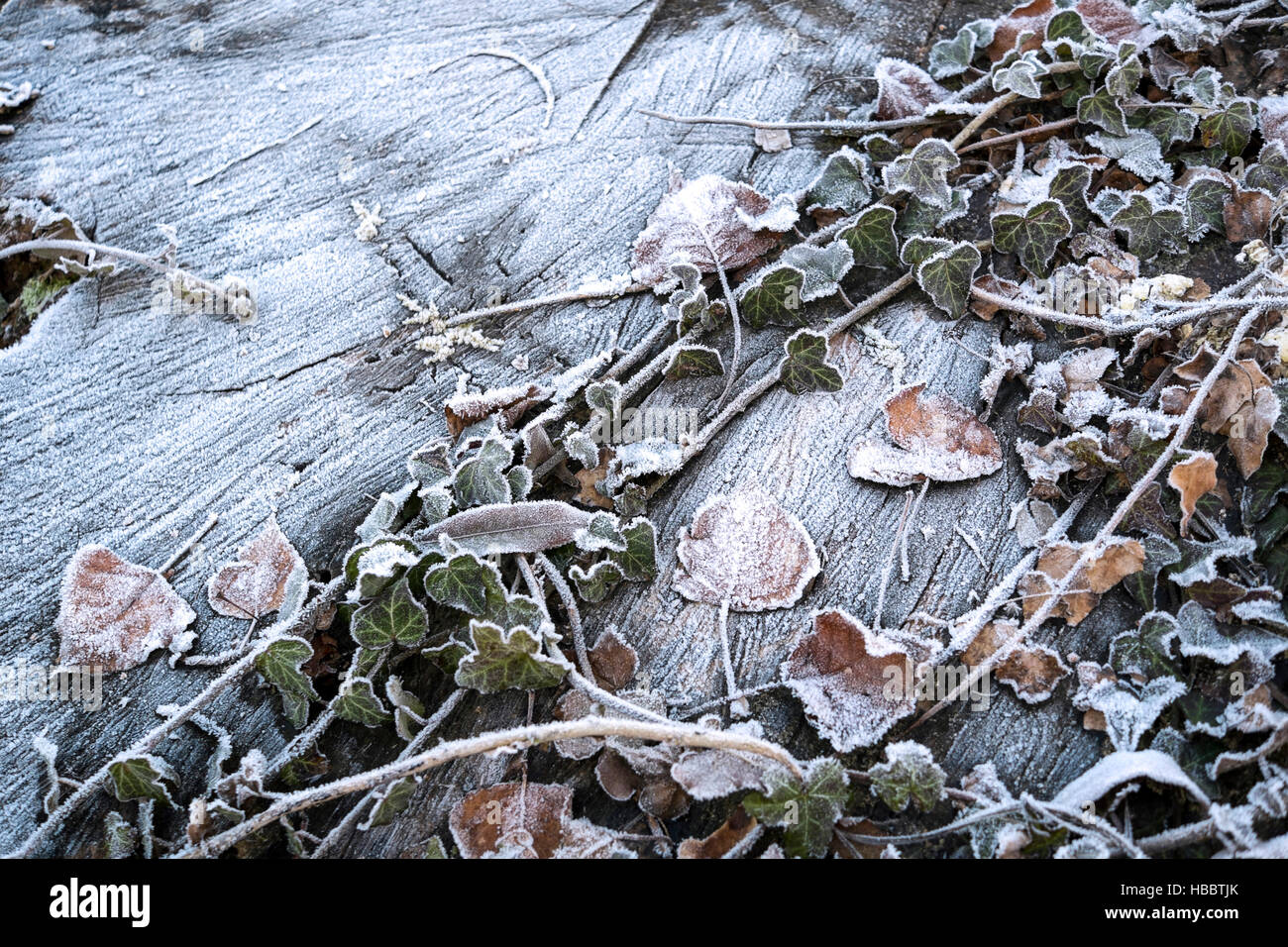 Frozen tree trunk Stock Photo - Alamy