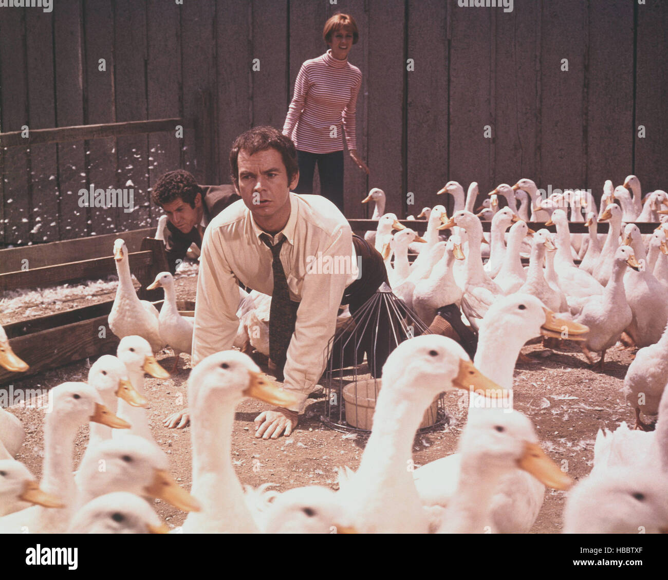 THE MILLION DOLLAR DUCK, Tony Roberts, Dean Jones, Sandy Duncan, 1971 ...