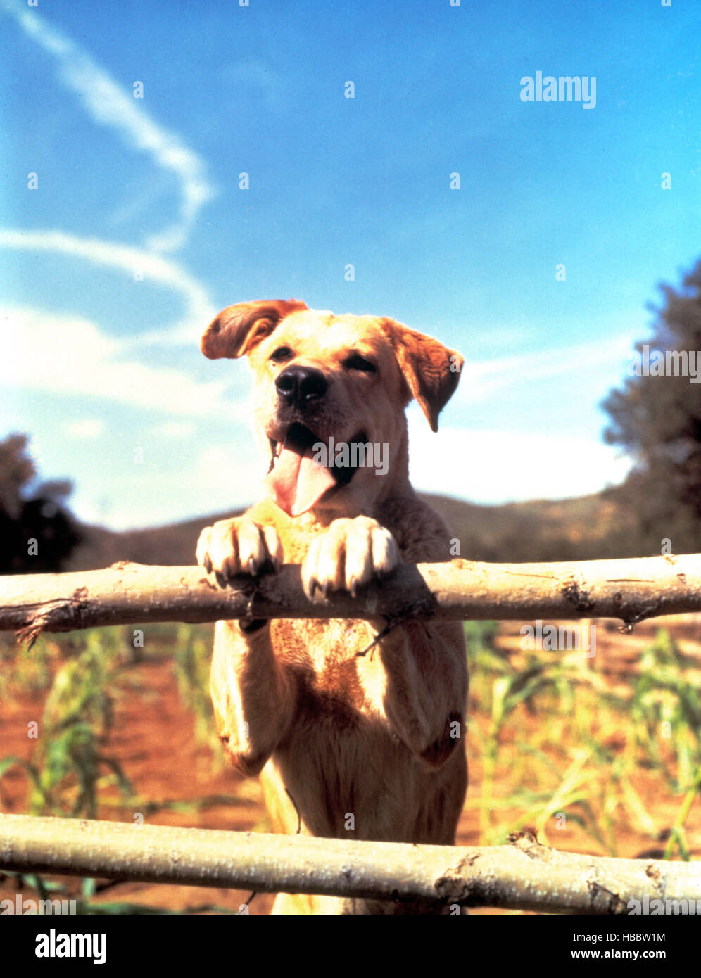 OLD YELLER, Old Yeller, 1957 Stock Photo - Alamy