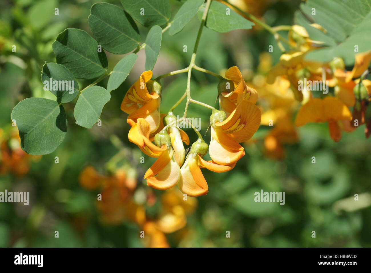 Colutea arborescens hi-res stock photography and images - Alamy
