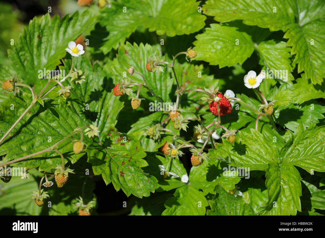 Fragaria vesca, Strawberry Stock Photo - Alamy