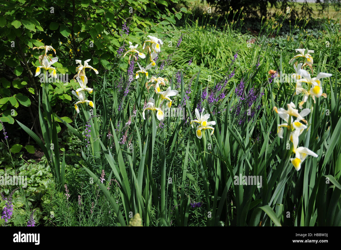 Iris orientalis, Syn. ochroleuca,Turkish iris Stock Photo - Alamy