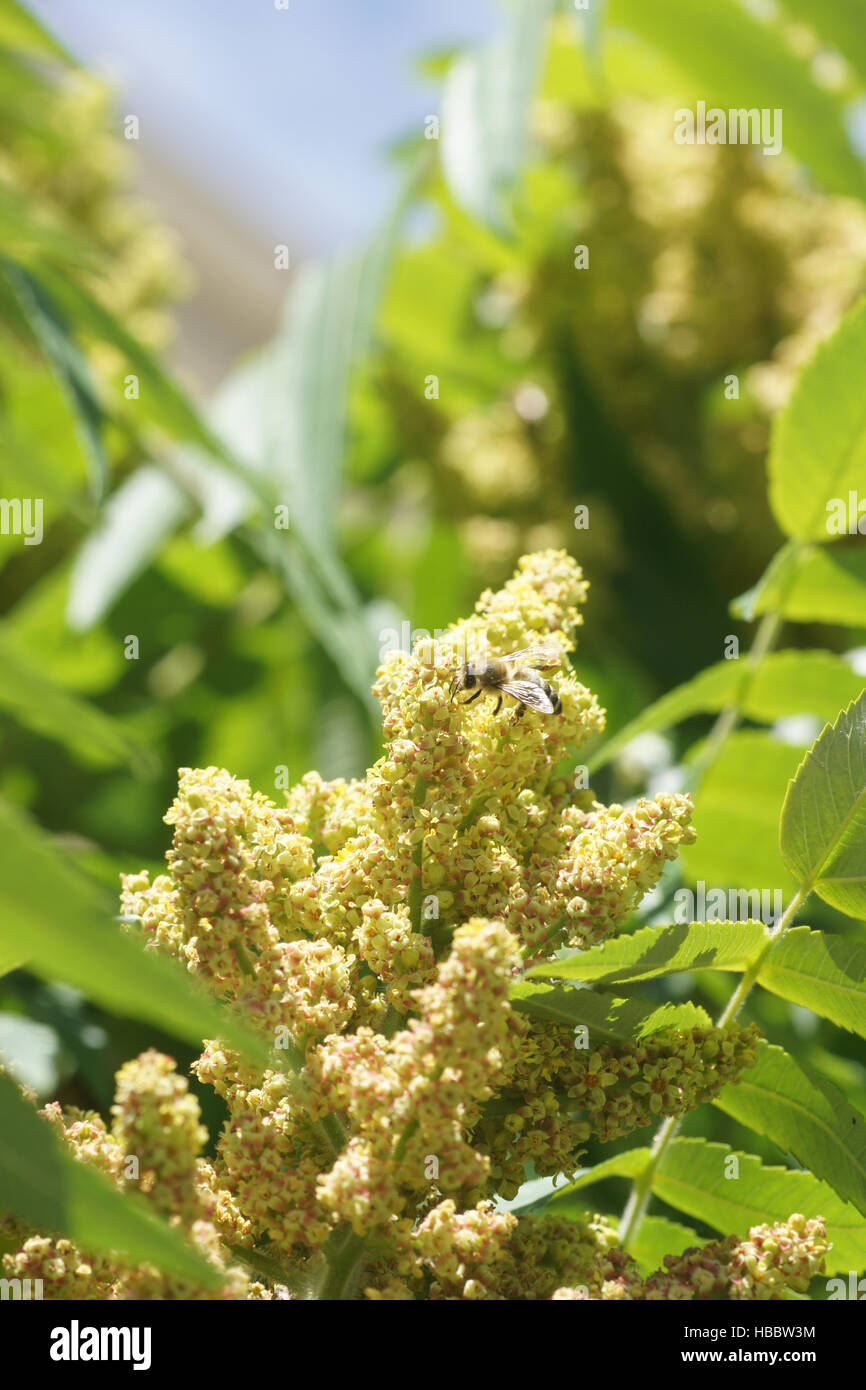 Rhus typhina, Sumac, with bee Stock Photo - Alamy