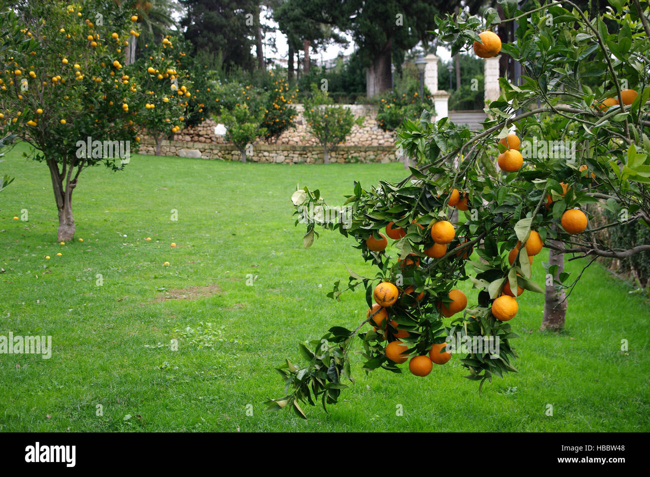 Orangery and orange tree hi-res stock photography and images - Alamy