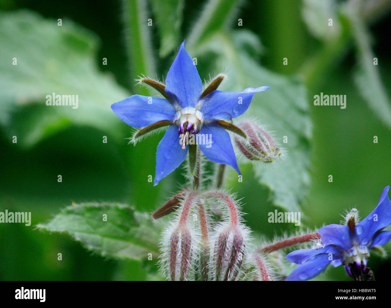 Borage flower, blue star Stock Photo - Alamy