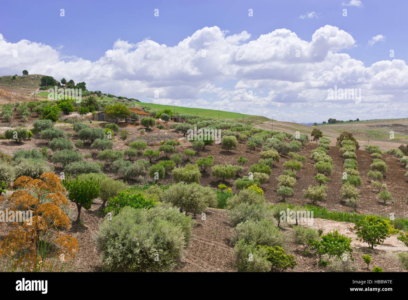 Olive trees olive grove wild hi-res stock photography and images - Alamy