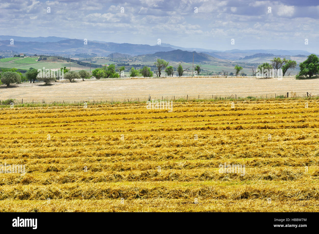 Mown Wheat Field Stock Photo - Alamy