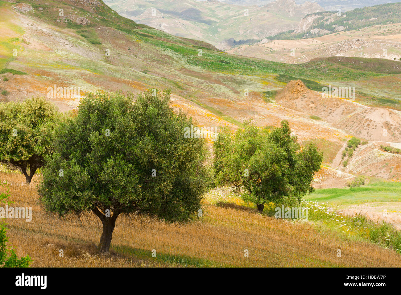 Olive trees olive grove wild hi-res stock photography and images - Alamy