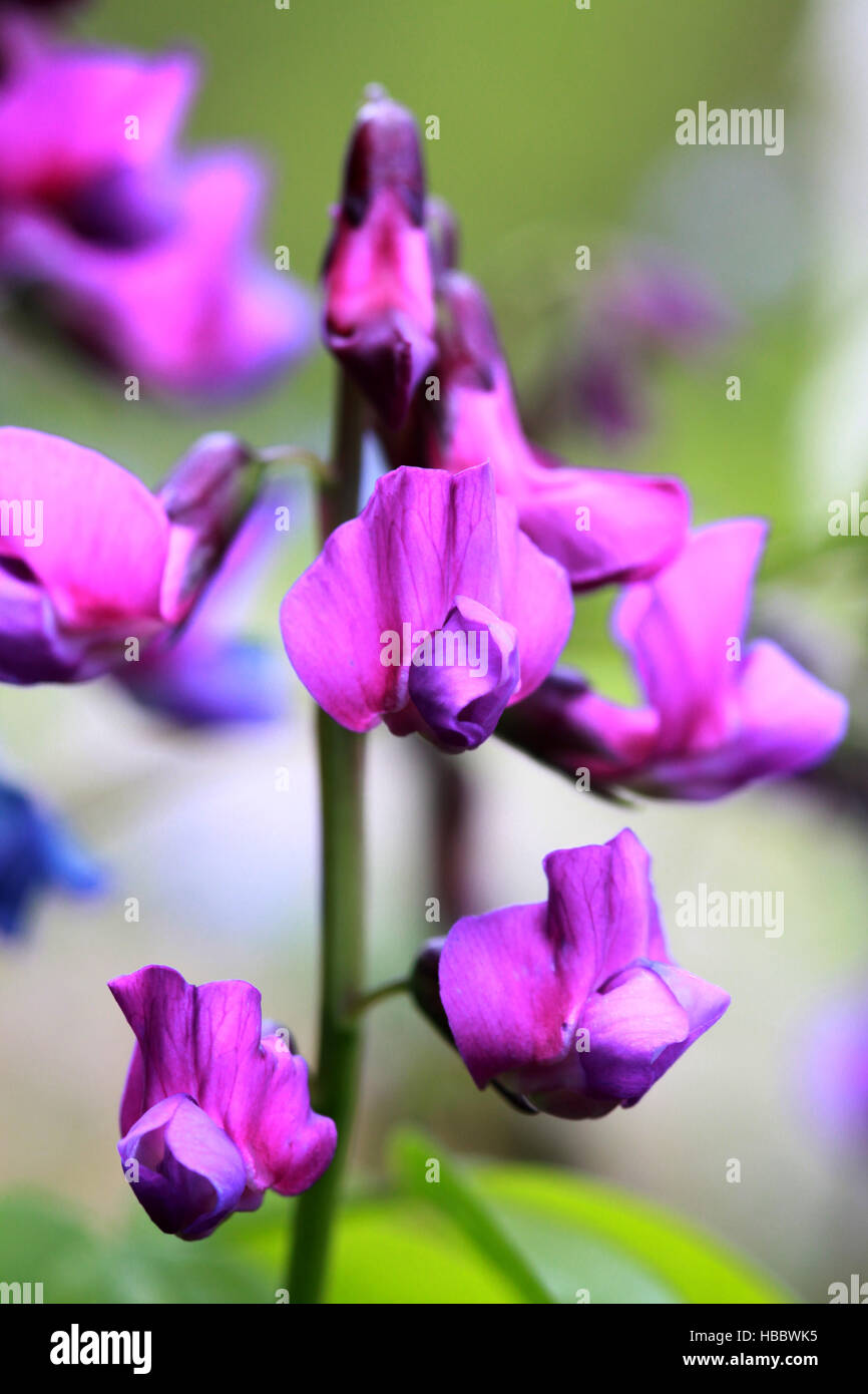 spring pea (Lathyrus vernus Stock Photo - Alamy