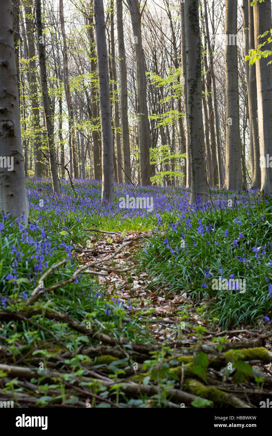 Bluebells flowers Hallerbos Stock Photo - Alamy