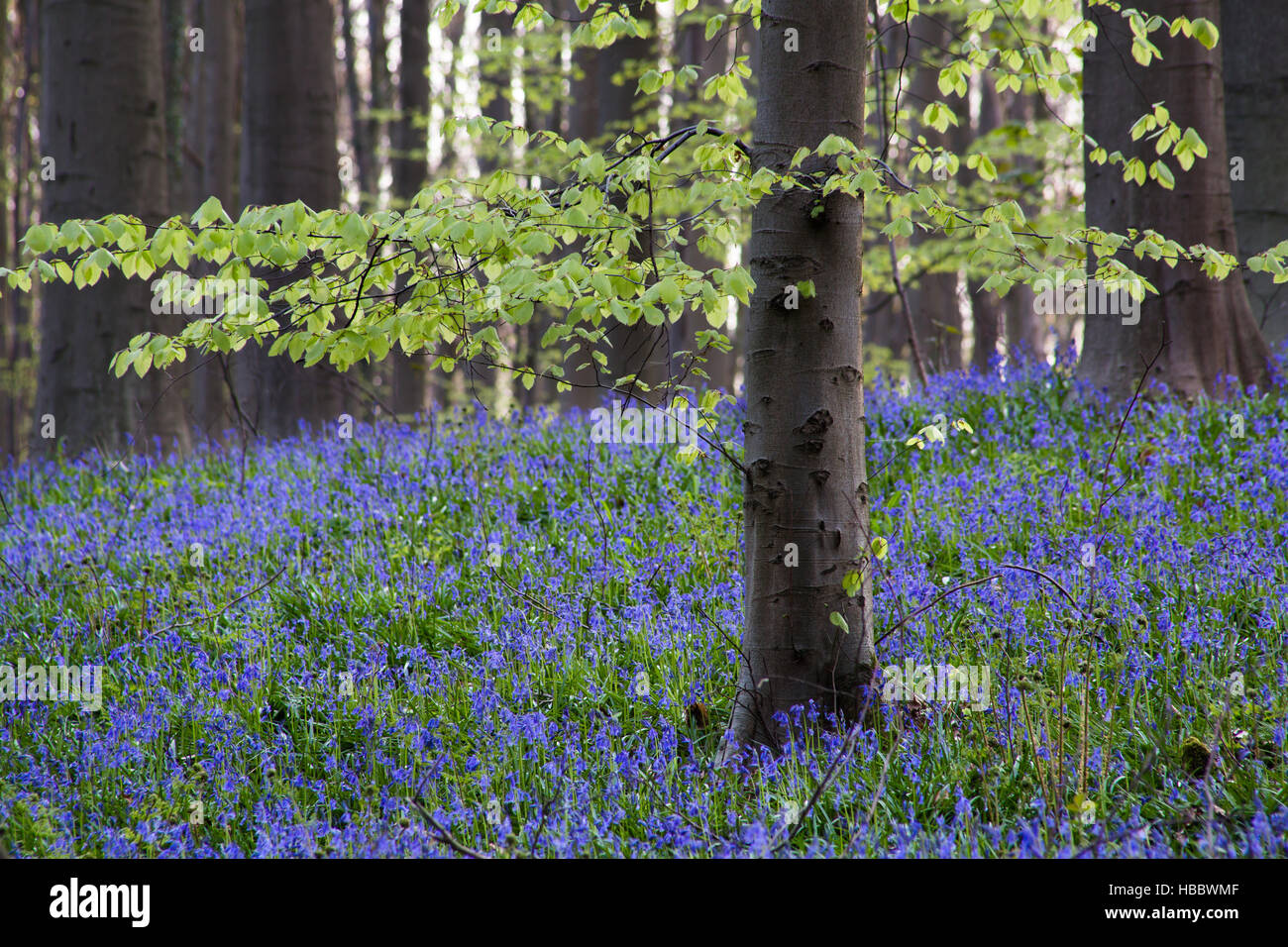Bluebells flowers Hallerbos Stock Photo - Alamy